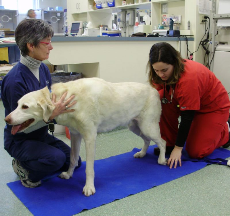 Neurology | 24 Hour Veterinarian in East Greenwich | OSVS