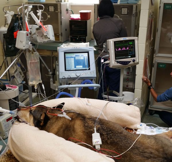 Emergency/Critical Care | Emergency Vet in Greenwich | OSVS