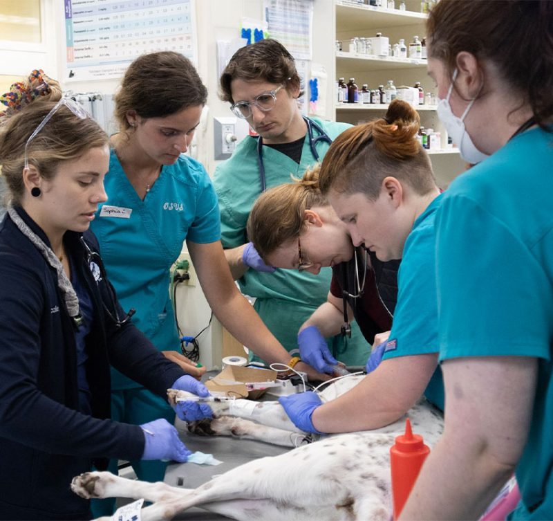 Emergency/Critical Care | Emergency Vet in Greenwich | OSVS