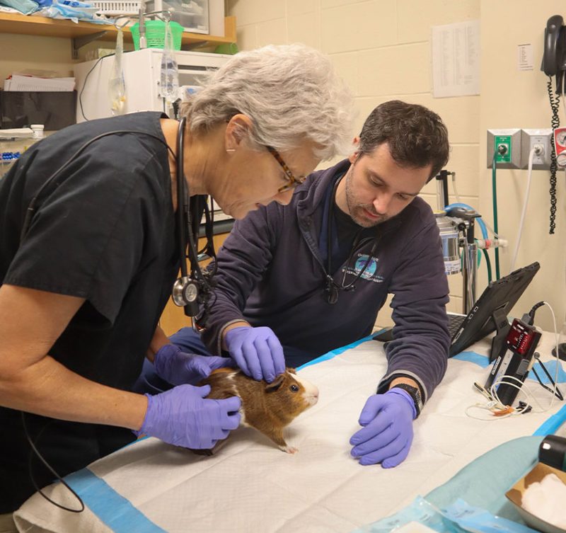 Avian & Exotic | 24 Hour Vet in East Greenwich | OSVS