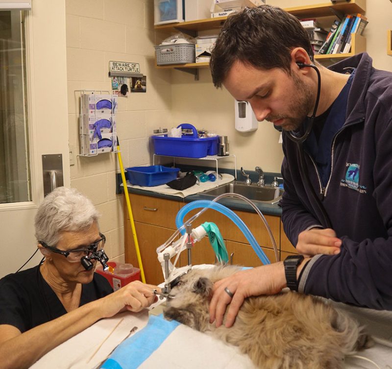 Avian & Exotic | 24 Hour Vet in East Greenwich | OSVS