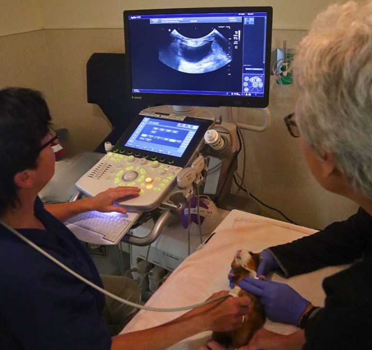 Digital Radiology & Diagnostic Imaging | OSVS