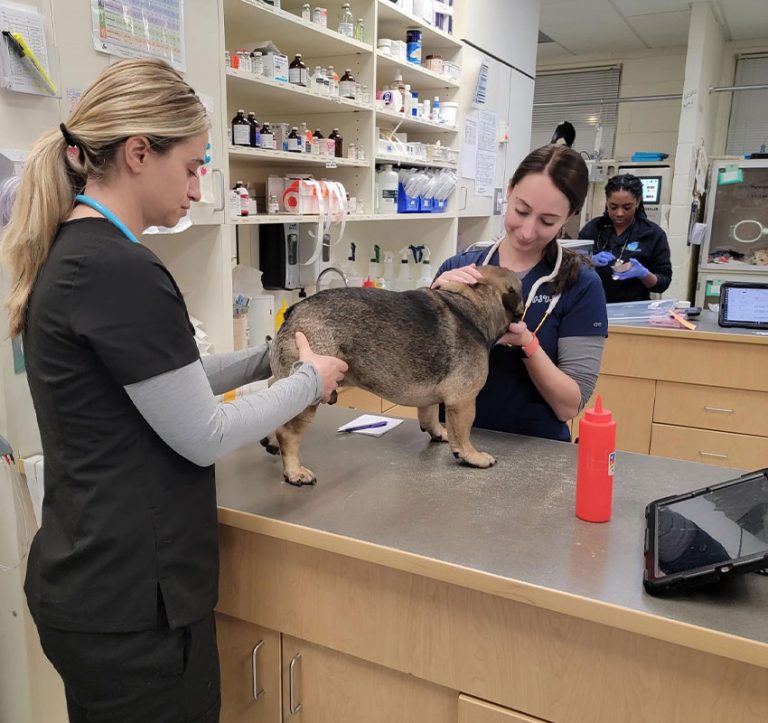 Urgent Care | Emergency Vet in Greenwich | OSVS