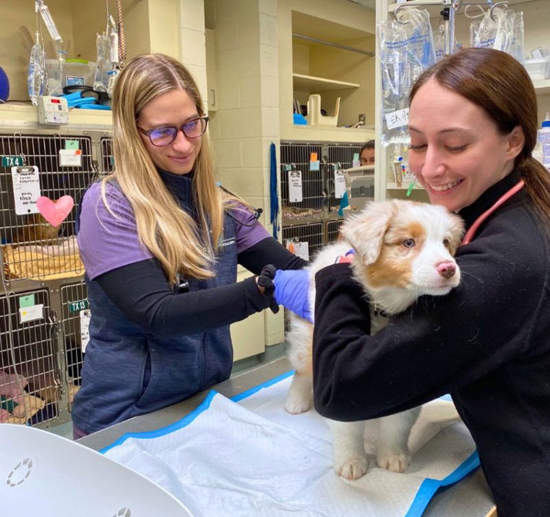 Urgent Care | Emergency Vet in Greenwich | OSVS