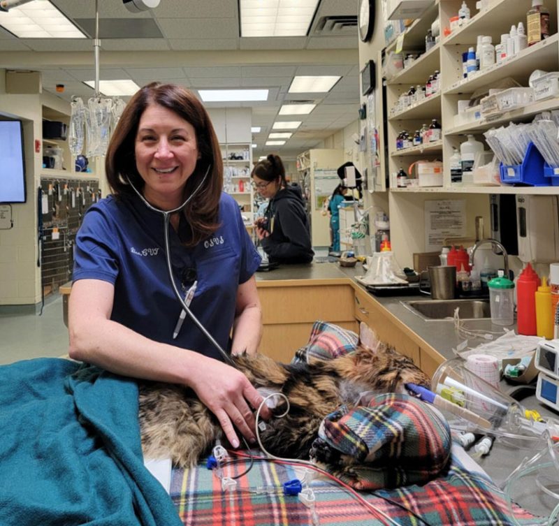 Emergency/Critical Care | Emergency Vet in Greenwich | OSVS