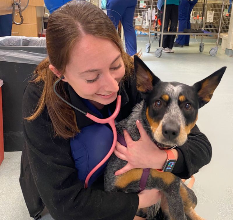 Urgent Care | Emergency Vet in Greenwich | OSVS